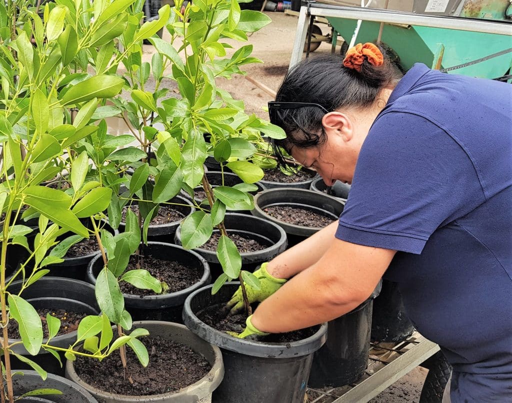 AHC20422 Certificate II in Horticulture (VETis Only) - Look Now Training